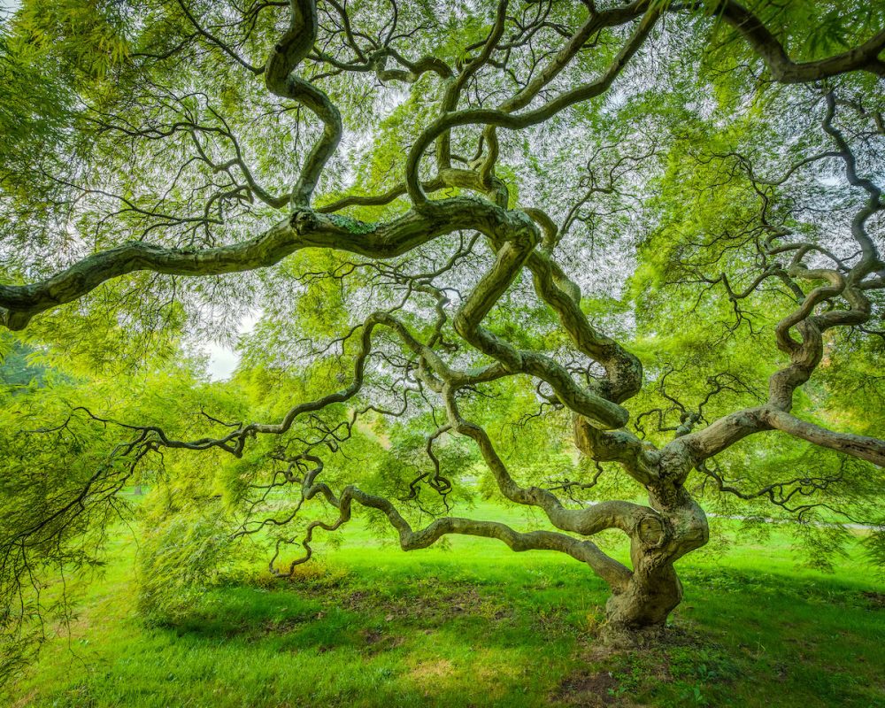 The Fraud Tree Illustrates How Internal Fraud Works - Frank on Fraud